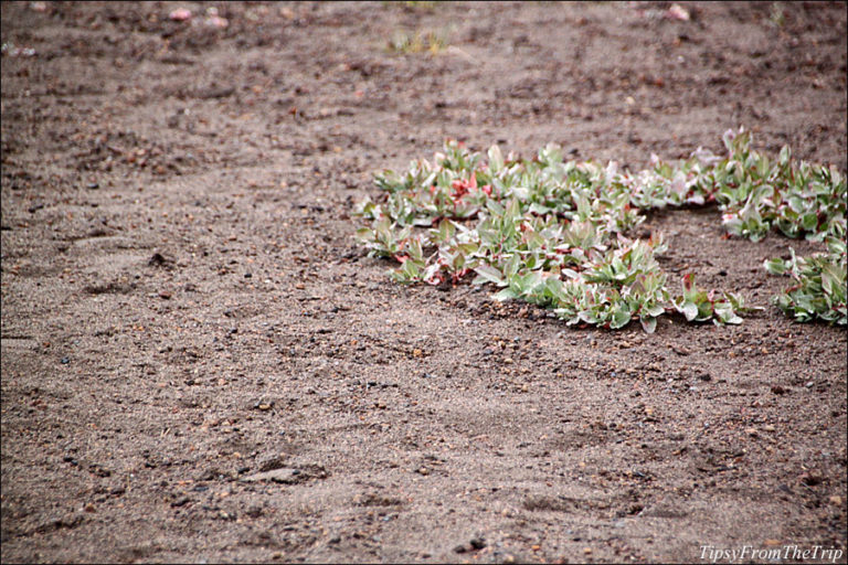 Have you ever seen a Pumice Desert? | Tipsy from theTRIP