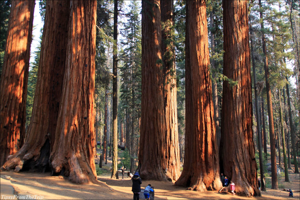 sequoia-NP-to-do2-parker | Tipsy from the TRIP