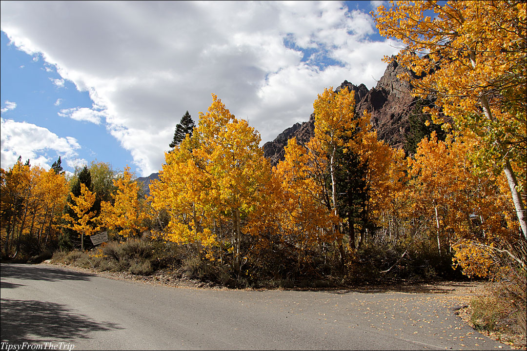 Leaf Peeping in the Eastern Sierra | Tipsy from the TRIP