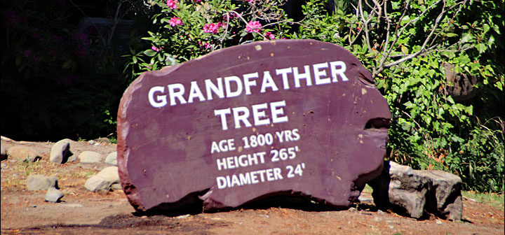 Grandfather Tree