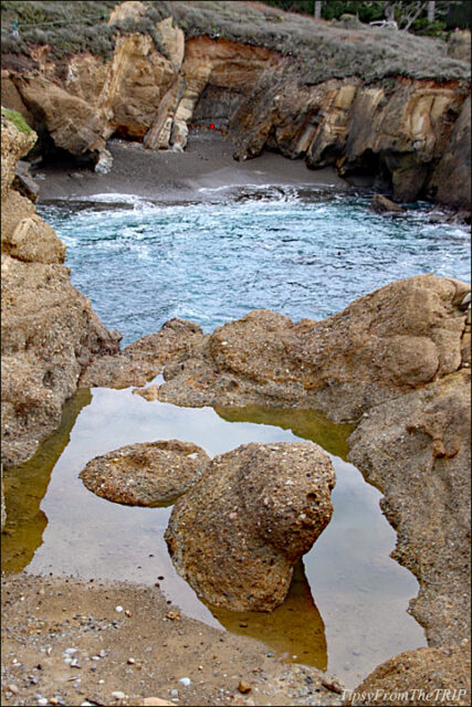 point-lobos-1b | Tipsy from the TRIP